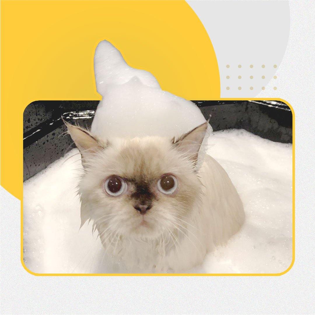 Ozone Bath | Therapeutic Cat Grooming | Catzonia