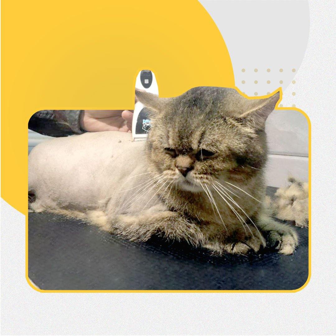 Lion Cut Package (RM160) | Professional Cat Grooming | Catzonia
