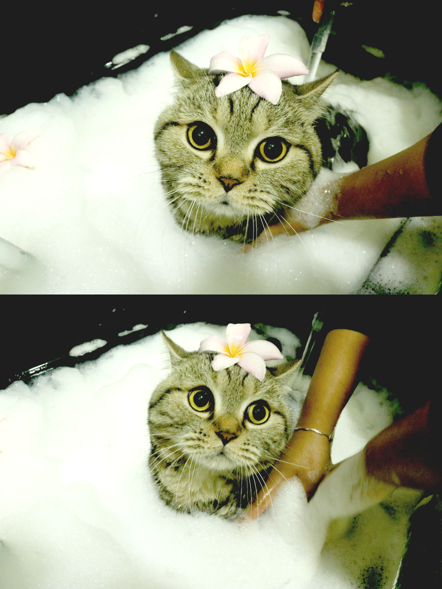 Ozone Bath | Therapeutic Cat Grooming | Catzonia